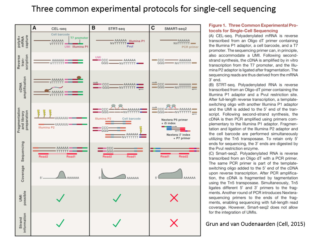 CEL-Seq2: Single-cell RNA-Seq