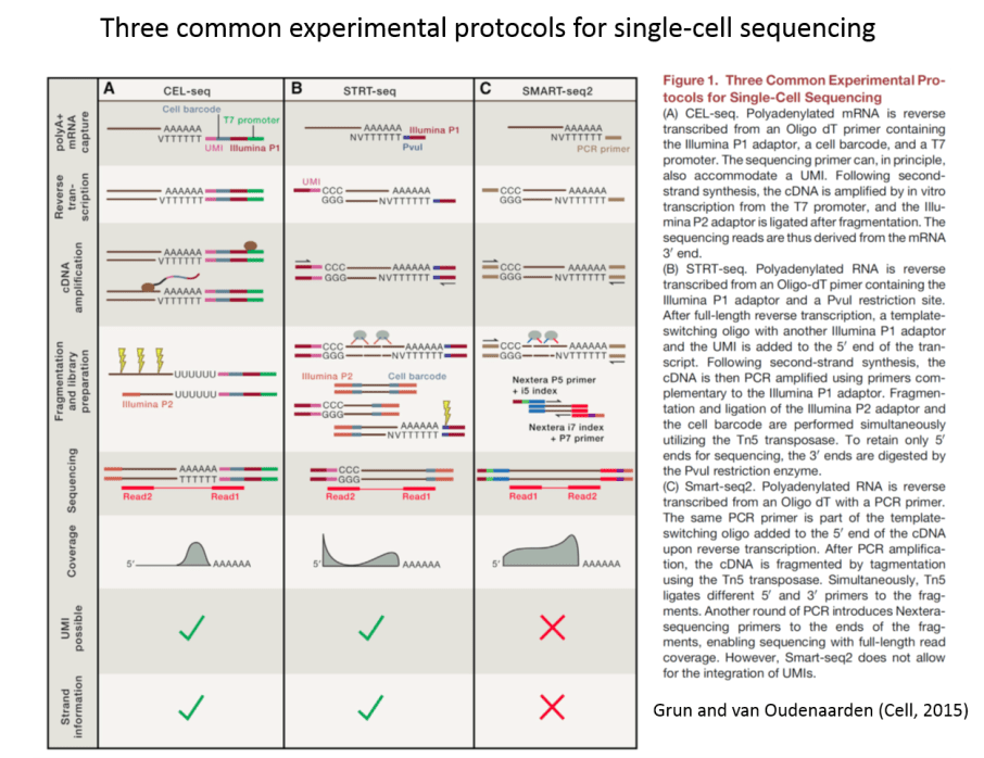CEL-Seq2: Single-cell RNA-Seq