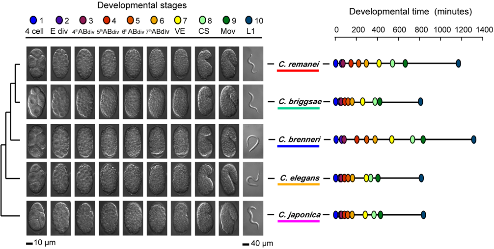 Developmental Milestones